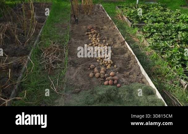 Vegetable garden with dug potato crop, smooth camera movement. High ...