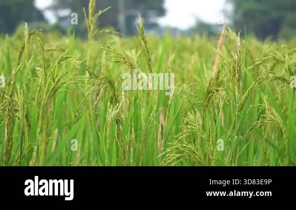 Rice crop at flowering stage. rice flower with the wind in india. Rice ...