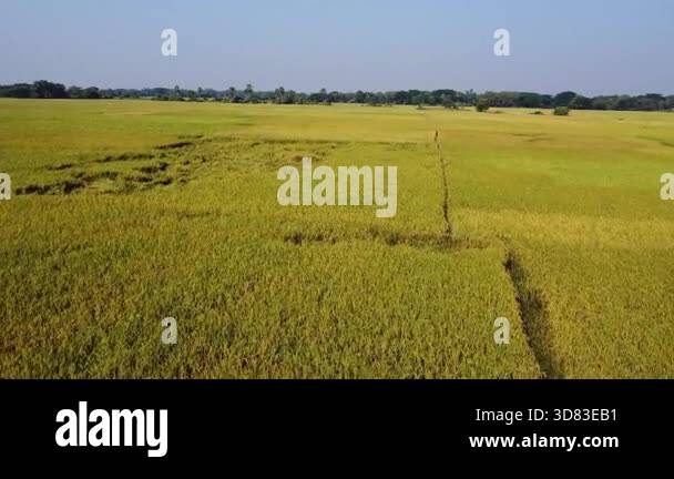Winter rice Stock Videos & Footage - HD and 4K Video Clips - Alamy