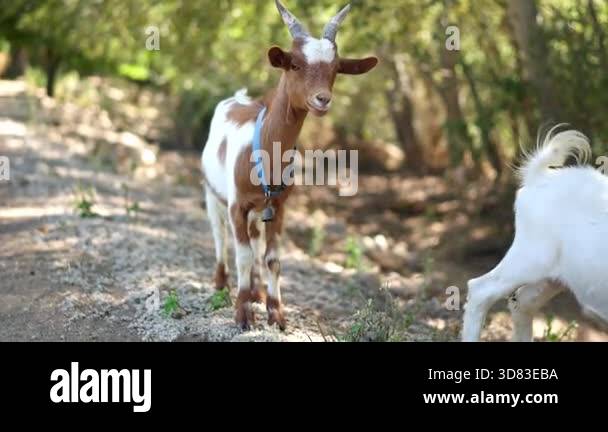 Goat with bell Stock Videos & Footage - HD and 4K Video Clips - Alamy