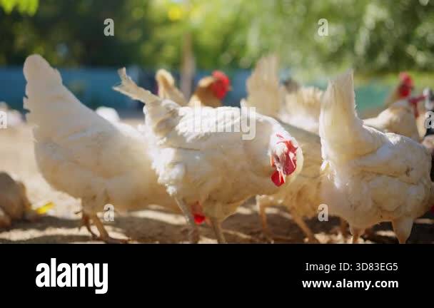 Free range white chicken pecking at the ground in a farmyard on a sunny ...