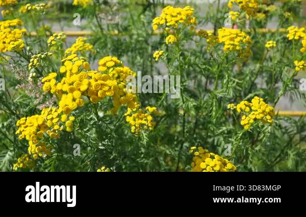 Tansy Tanacetum vulgare is a perennial, herbaceous flowering plant in ...