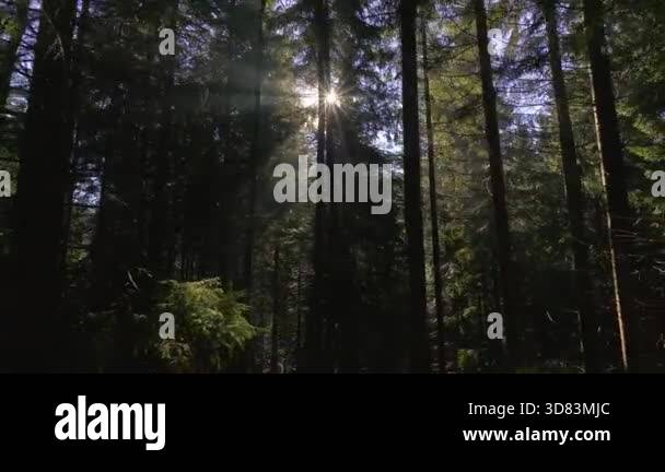 Calm forest with golden morning sunlight and rays of sun illuminating a ...