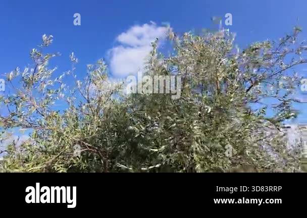 Intense summer wind moves small olive leaves under a clear sky ...