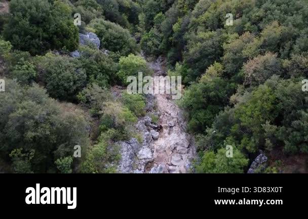 A dry summer riverbed with stones is bordered by dense shrubs, herbs ...