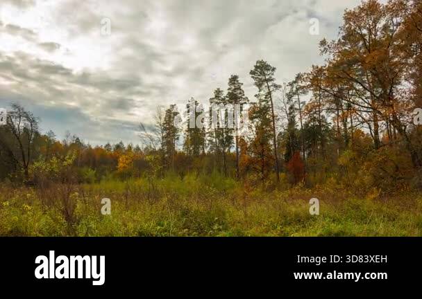 TImelapse with autumnal landscape. Wild meadow and forest under cloudy ...