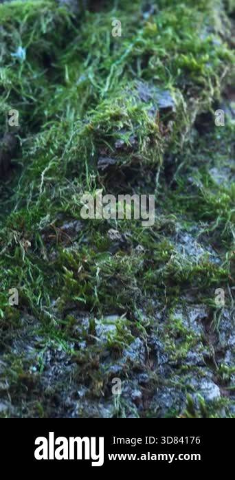 Bark of an old tree covered with moss, close-up. Green moss on wood as ...