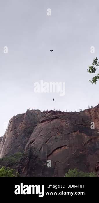 Vertical static low-angle video shows two California Condors soaring ...