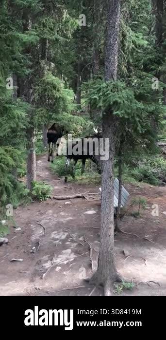 Vertical static high-angle video shows two moose walking on a dirt ...