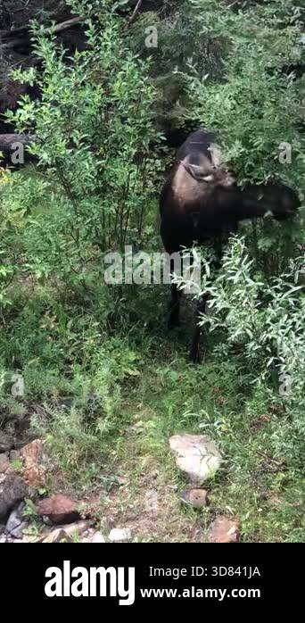 Vertical static video shows a moose eating leaves from bushes near ...