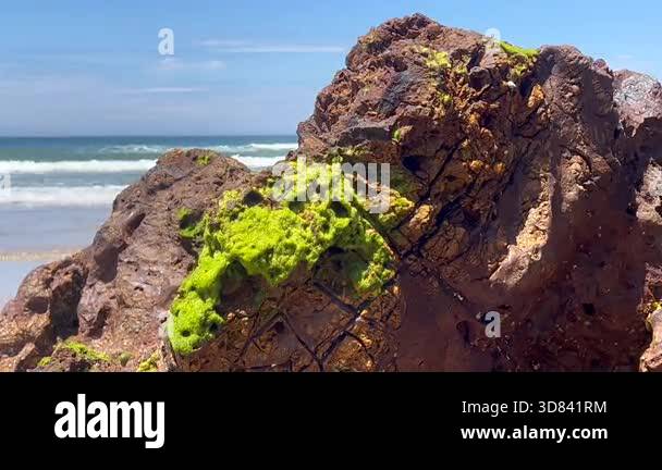 Green moss grows on a sea rock boulders on an ocean beach Stock Video ...