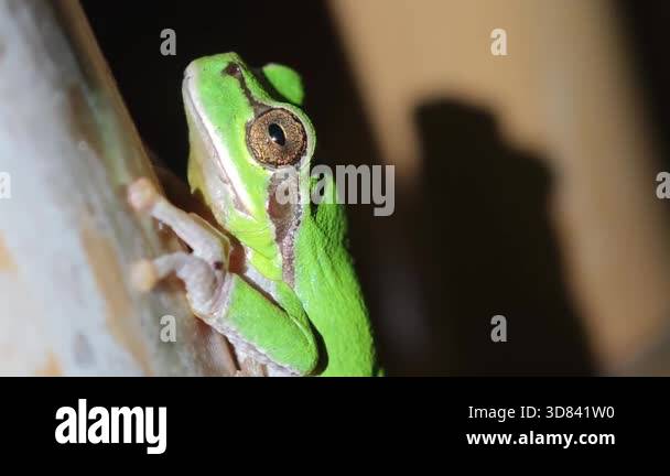 Close up view of a colorful tree frog perched on a branch in the ...
