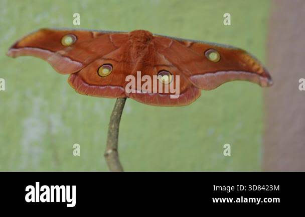Antheraea yamamai moth. Its Common names Japanese silk moths and ...