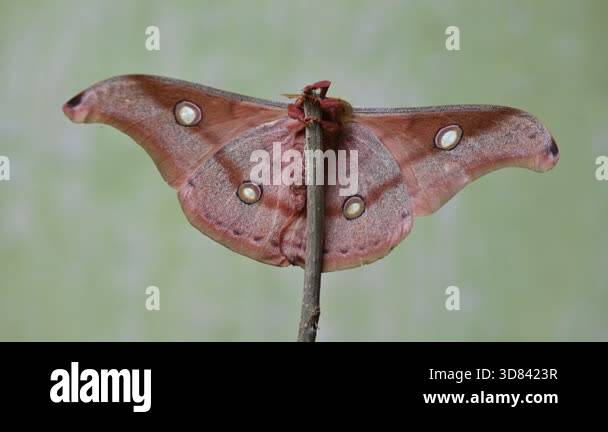 Antheraea yamamai moth. Its Common names Japanese silk moths and Japanese oak silkmoth. This is ...