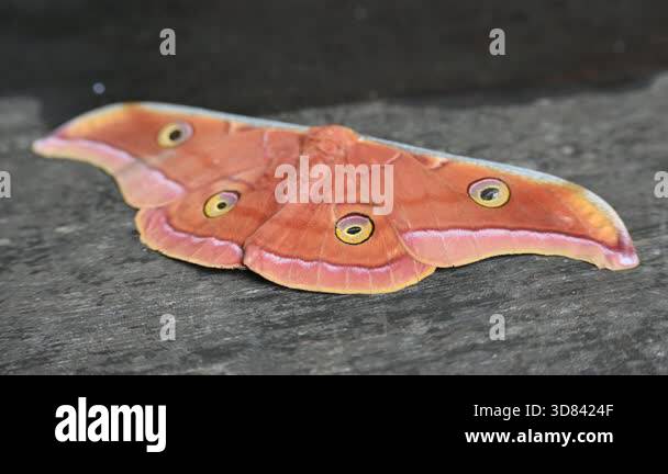 Antheraea yamamai moth. Its Common names Japanese silk moths and Japanese oak silk moth. This is ...