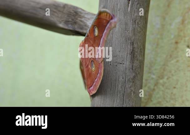 Antheraea yamamai moth. Its Common names Japanese silk moths and ...