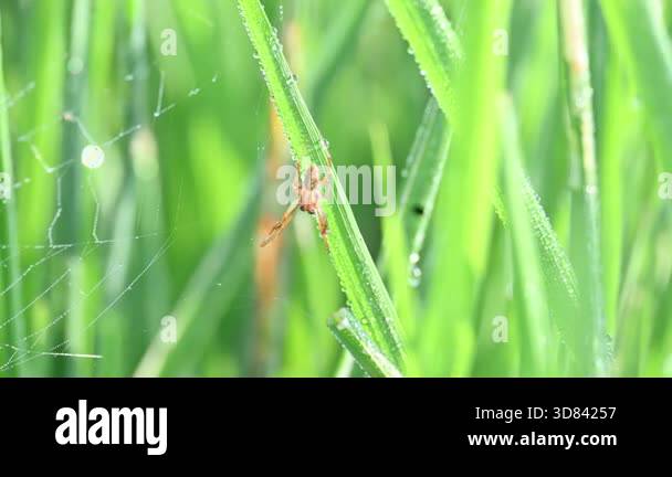 Philodromidae spider in rice field. Its common names philodromid crab ...
