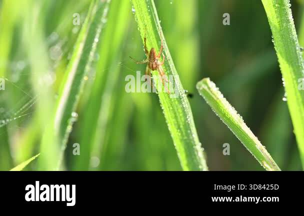 Philodromidae spider in rice field. Its common names philodromid crab ...