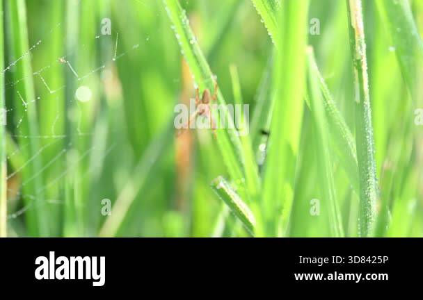 Philodromidae spider in rice field. Its common names philodromid crab ...