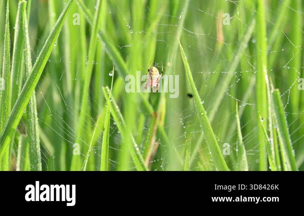 Philodromidae spider in rice field. Its common names philodromid crab ...