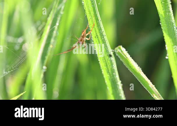 Philodromidae spider in rice field. Its common names philodromid crab ...