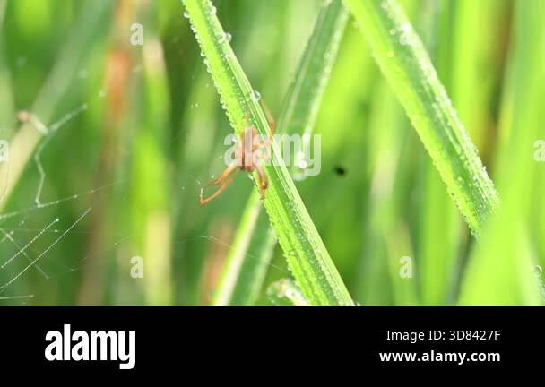 Philodromidae spider in rice field. Its common names philodromid crab ...