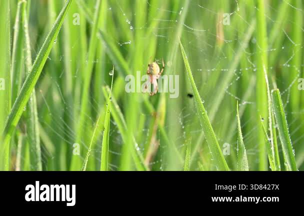 Philodromidae spider in rice field. Its common names philodromid crab ...