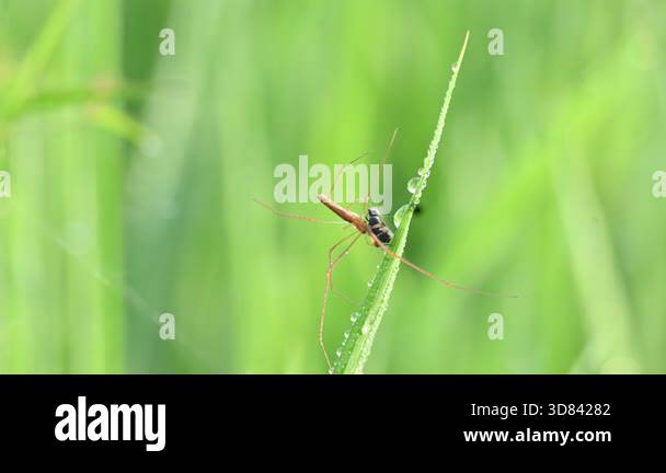 Tibellus oblongus spider eating a hunt insect. Its common name oblong ...