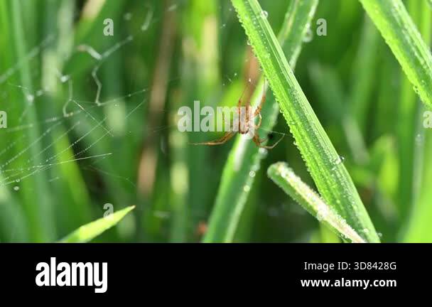 Philodromidae spider in rice field. Its common names philodromid crab ...