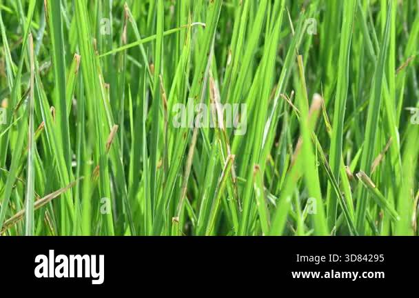 Bacterial leaf blight disease in rice plant. A common and serious rice ...