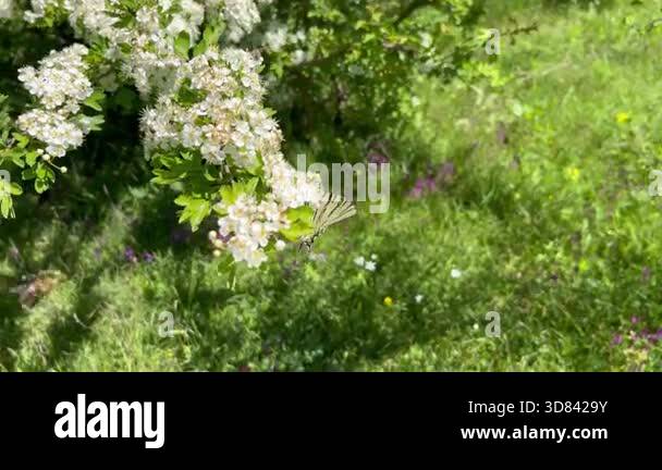 The scarce swallowtail butterfly (Iphiclides podalirius), Sail ...