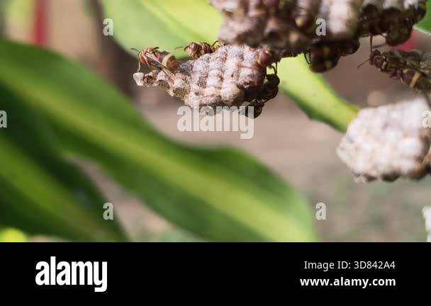 Paper wasps in his nest. Paper wasps construct their nests from a ...