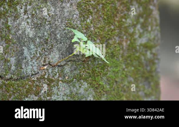 Green mossy wall surface is split by a deep crack, from which small, resilient green Ficus ...
