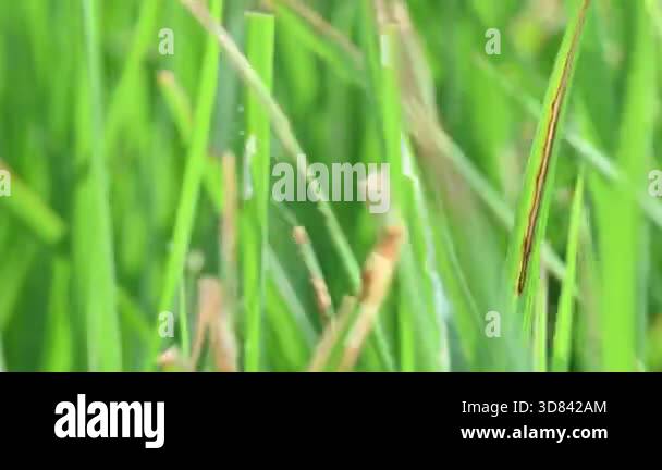 Bacterial leaf blight disease in rice plant. A common and serious rice ...