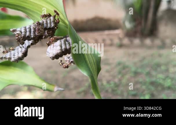 Paper wasps in his nest. Paper wasps construct their nests from a ...