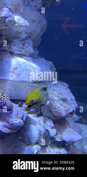 Two moray eels swim slowly inside a clear aquarium, moving between ...