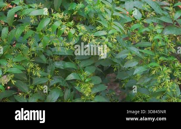 Fresh buds of night blooming jasmine (Cestrum nocturnum) growing ...
