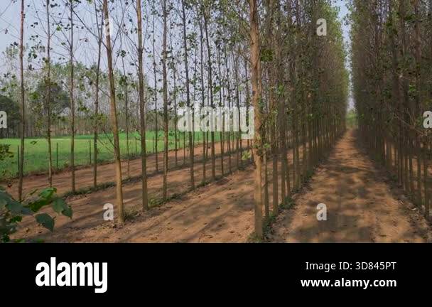 Teak tree (Tectona grandis) plantation in Haryana farmland showing ...