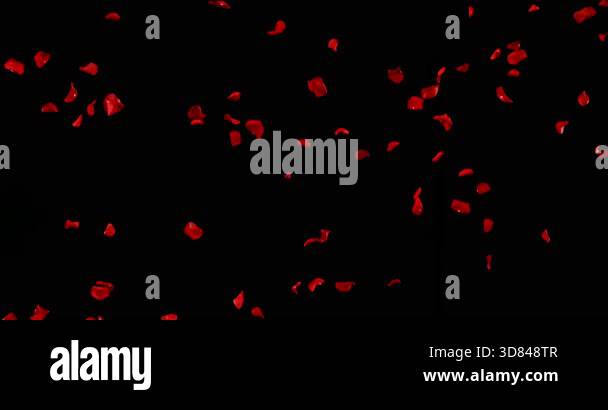 Flying Dark Red Rose Petals Isolated on Black Background. High-speed ...