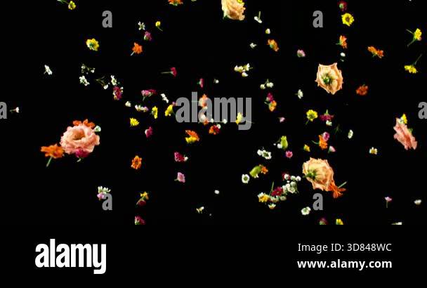 Flying Meadow Flowers in Super Slow Motion. Colorful Wildflower Petals ...