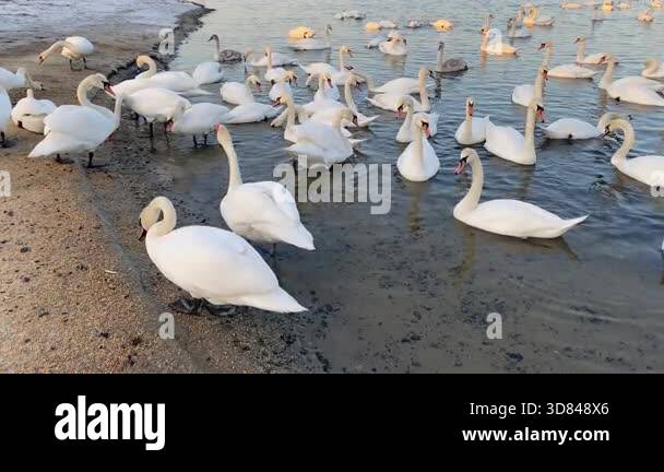 A flock of swan eating corn and grain at the banks of the River Dnipro ...