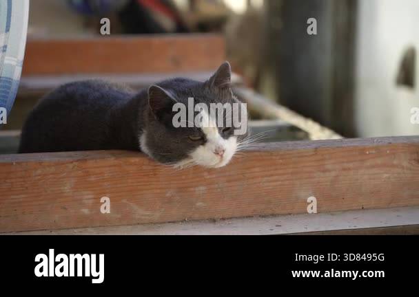 Adorable gray and white cat resting its head on a wooden step, slowly ...
