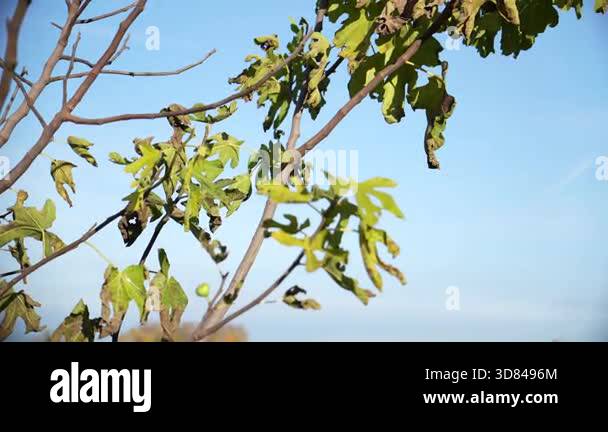 Withered green and brown fig tree leaves on a branch gently fluttering ...
