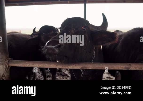 Buffalo farm in rural Ukraine in Transcarpathia. Animals graze, eat hay ...
