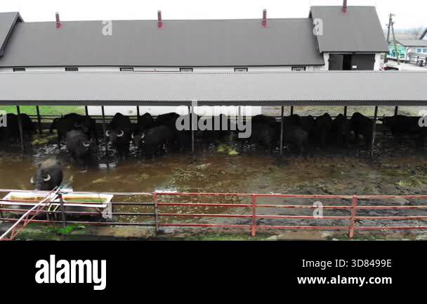 Aerial view of a buffalo farm located in the picturesque Transcarpathia ...