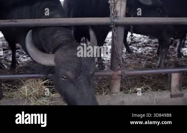 Buffalo farm in rural Ukraine in Transcarpathia. Animals graze, eat hay ...