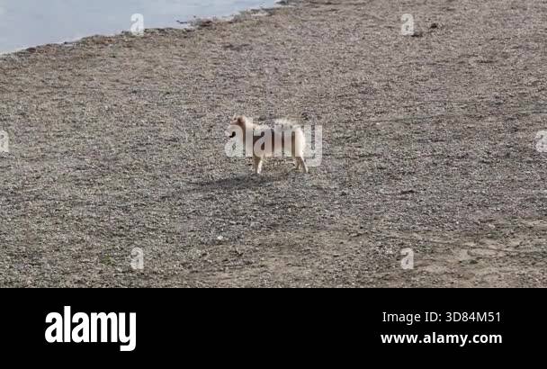 A small dog barking energetically on a beach, with calm waters in the ...
