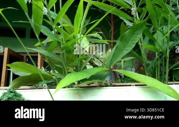 Zingiber officinale or Ginger plant, Halia plant is a plant used as a ...