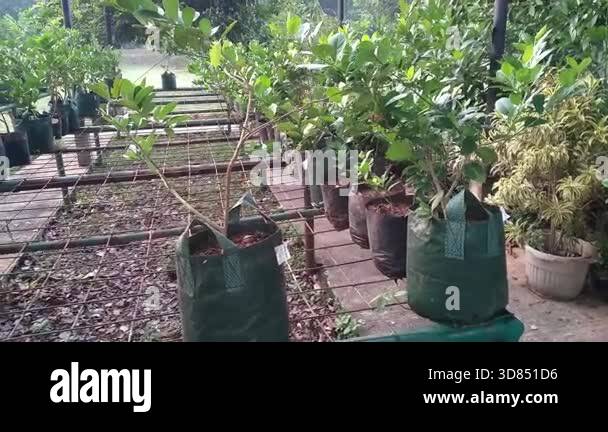 Lemon trees in polybags, neatly arranged on iron shelves Stock Video ...