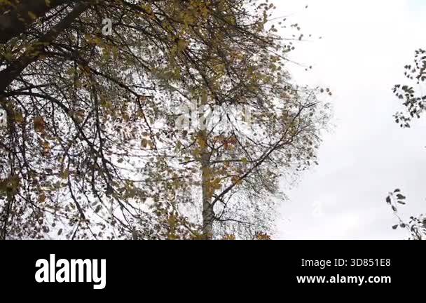 Fall wind blowing through linden and birch trees, creating natural ...